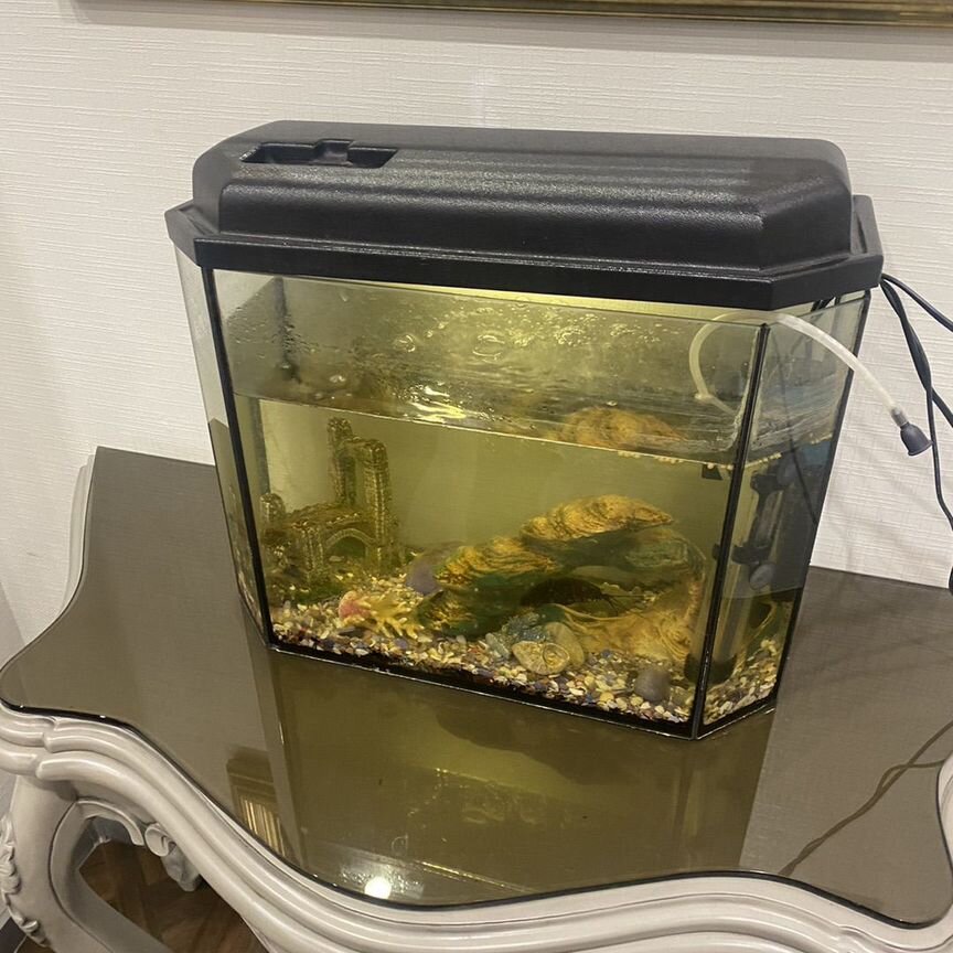 Аквариум с сомиком (один )