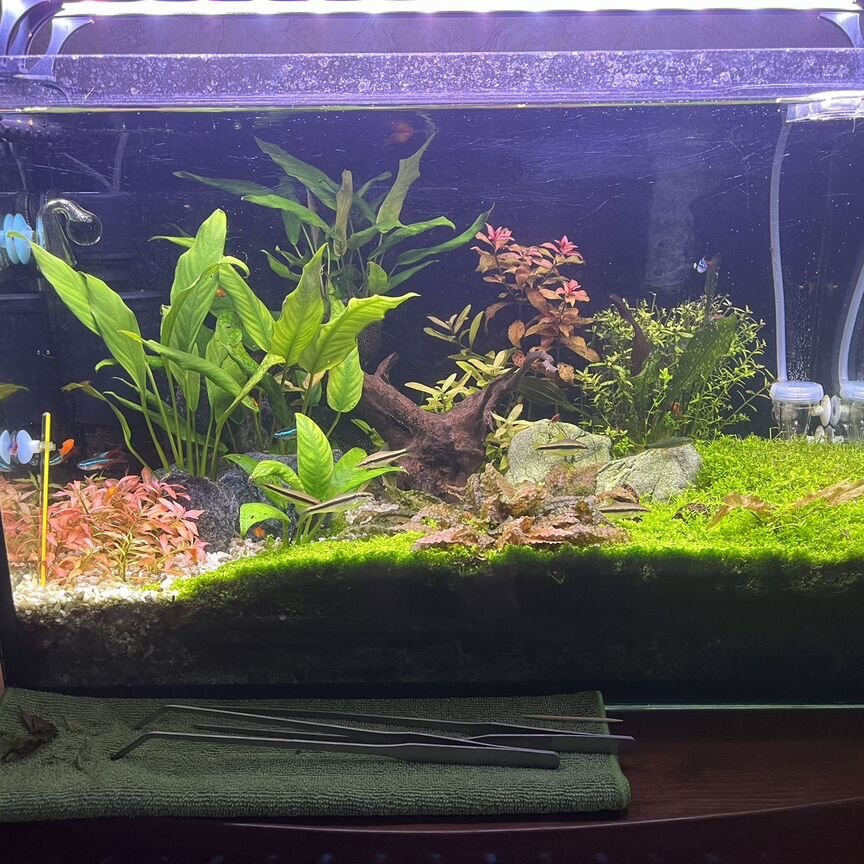 Гатовый аквариум 60 л. рыбкоми и всем оборуды