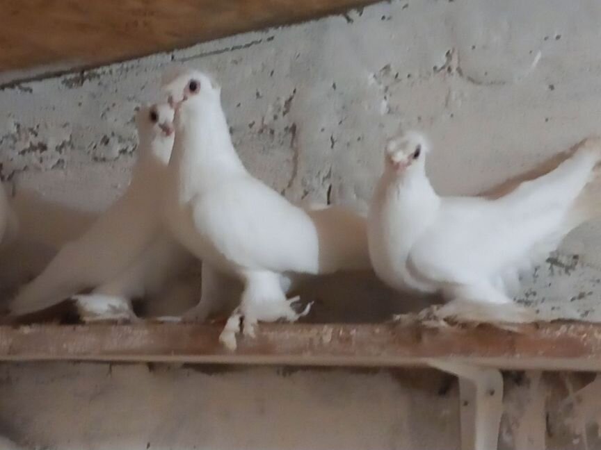 Голуби узбекские