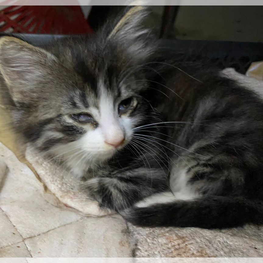 Котята