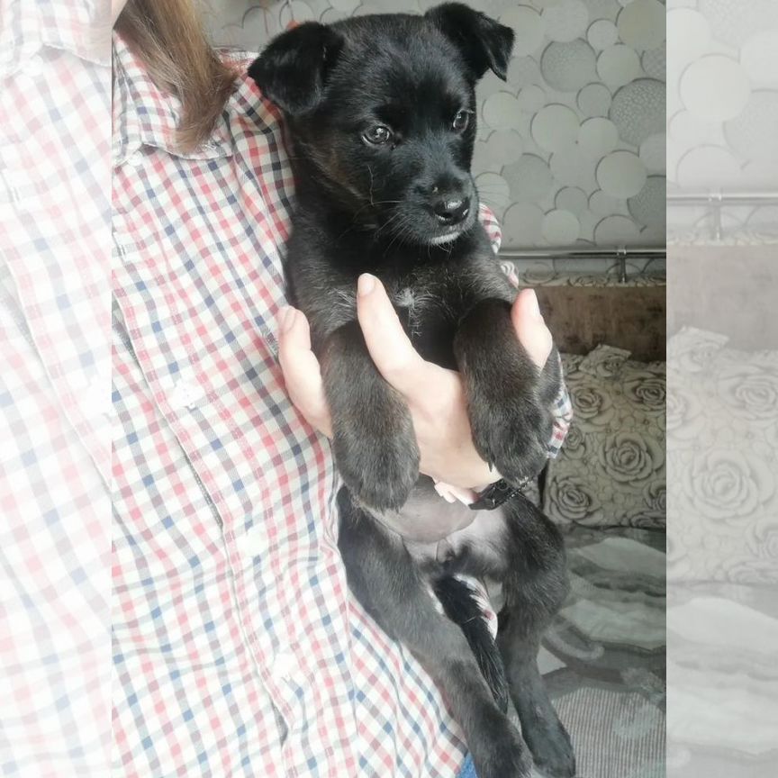 Щенок в добрые руки