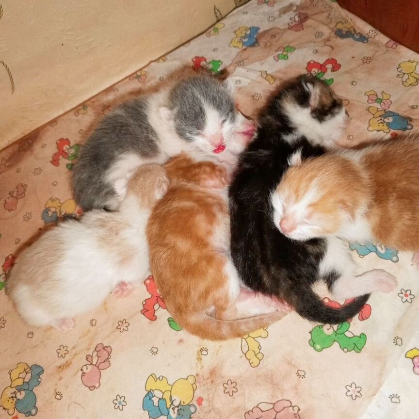 Отдам бесплатно котят