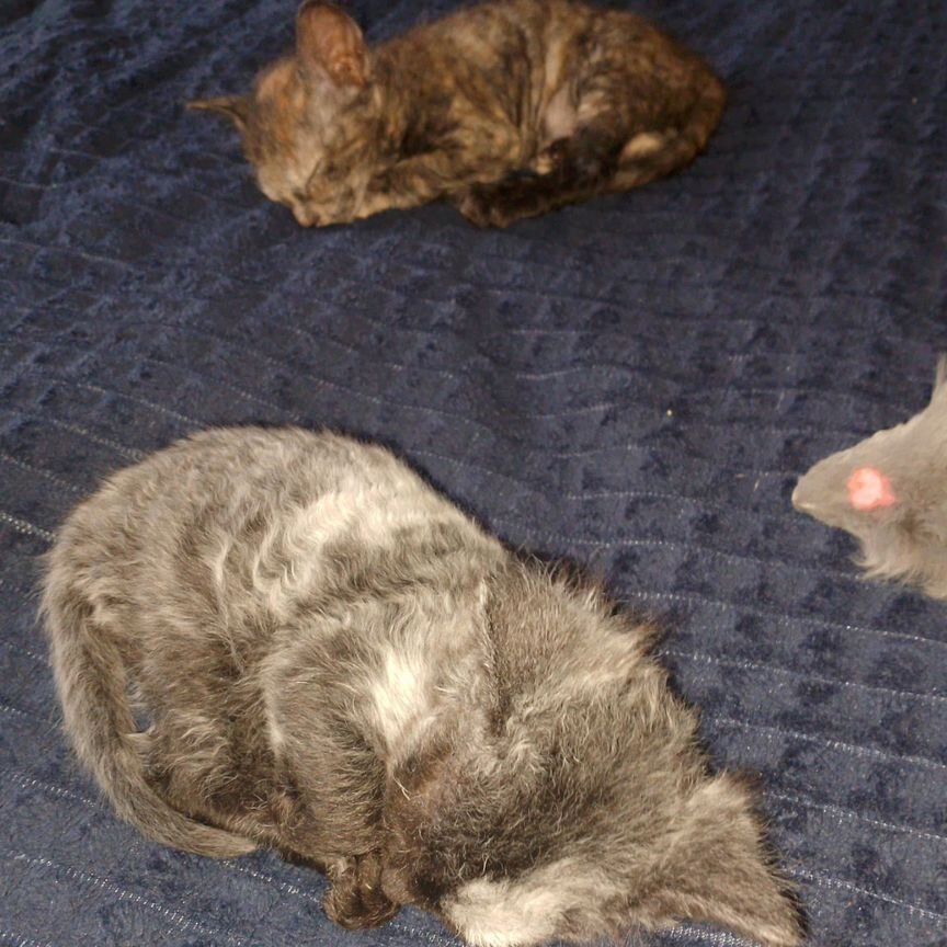 Котята Донской Сфинкс Браш