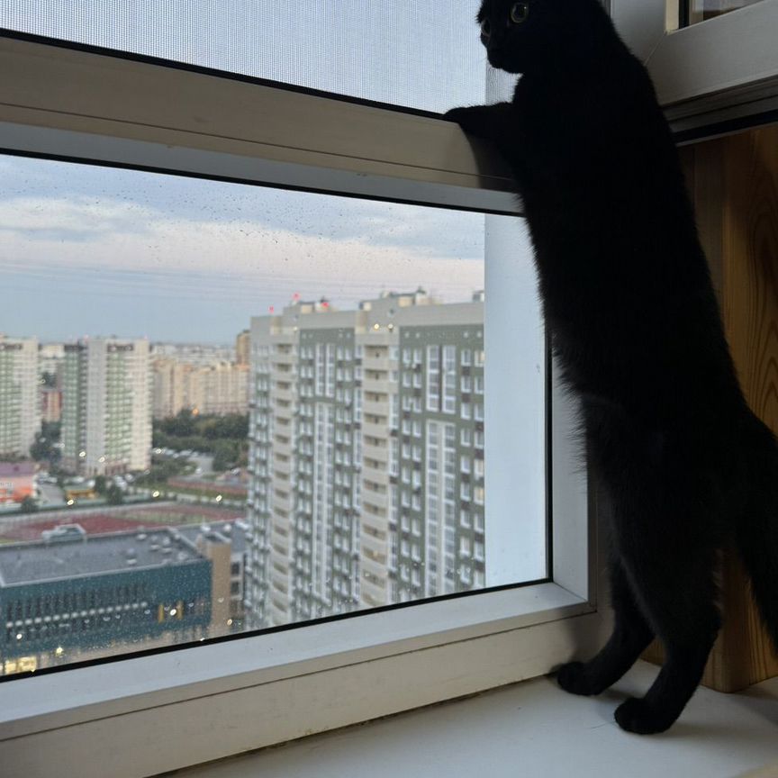 Взрослая, кошка в добрые руки