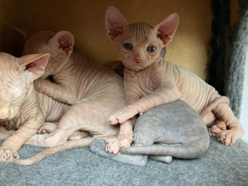Котята сфинск