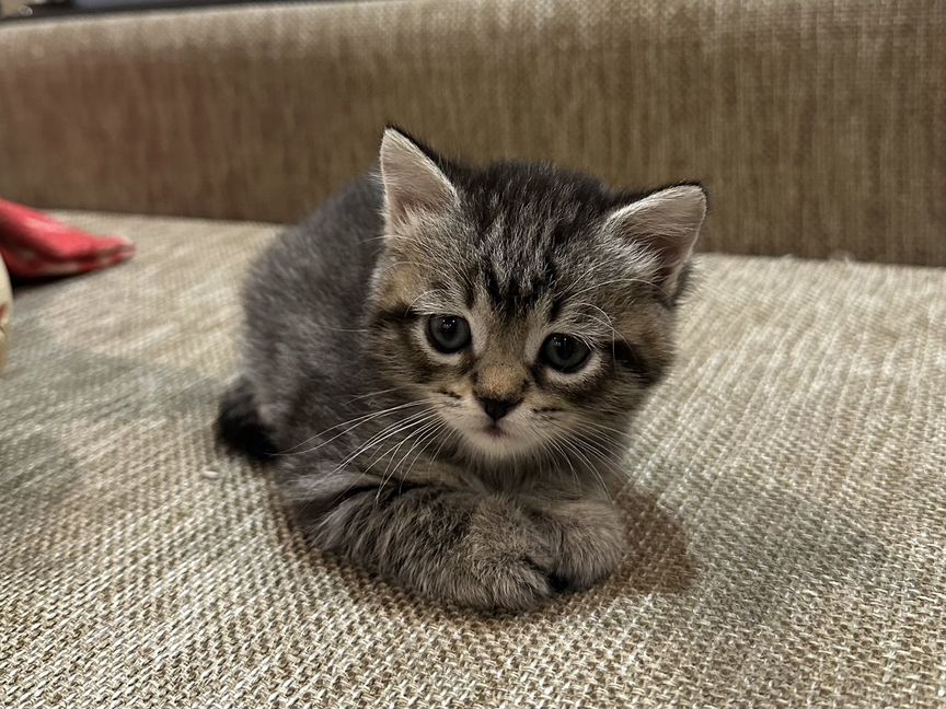 Котенок британец