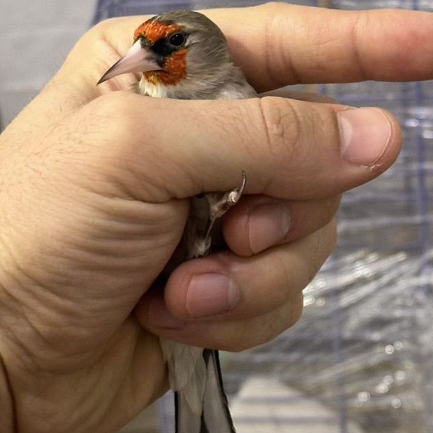 Щегол   канарейка