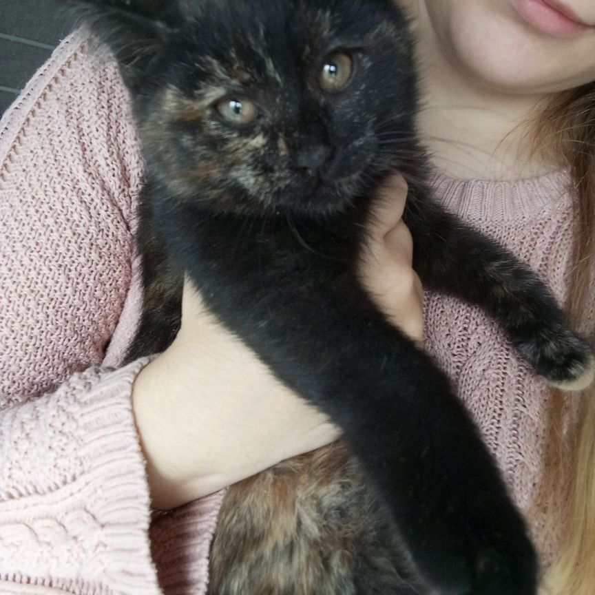 Отдам в добрые руки милых котят