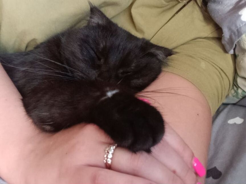 Отдам в добрые руки кошку