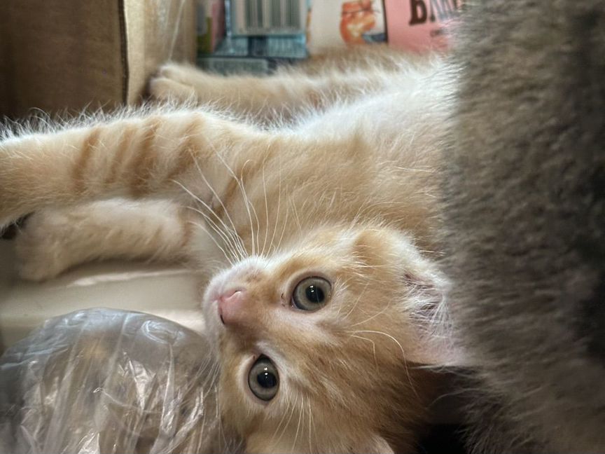 Мейн-кун в добрые руки