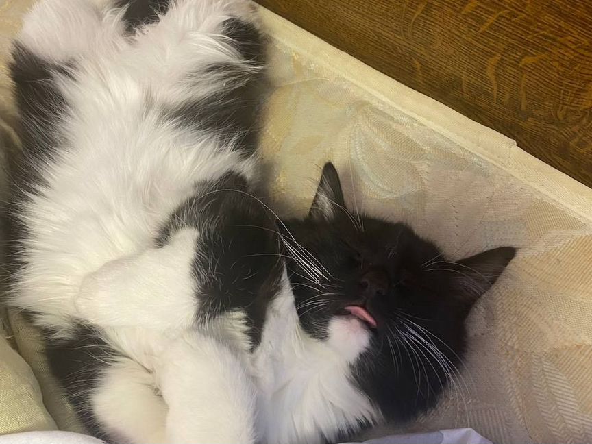 Кошки в добрые руки бесплатно