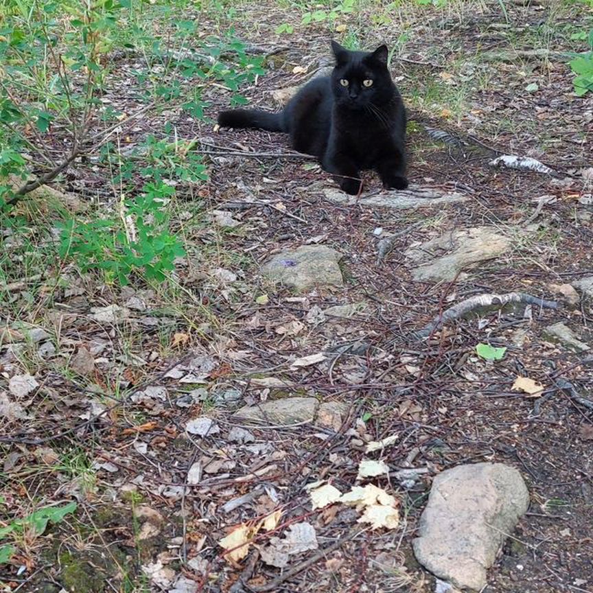 Потерян черный кот