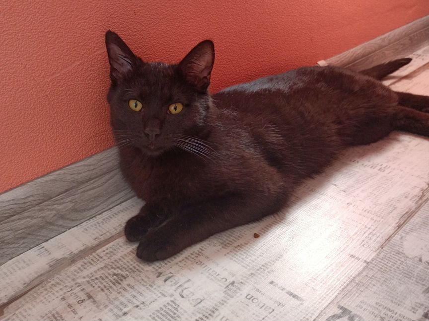 Котенок подросток Черныш привит и кастрирован