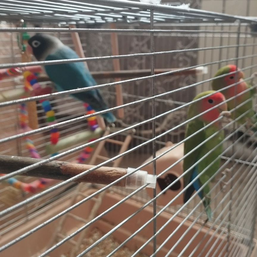 Попугайчики неразлучники