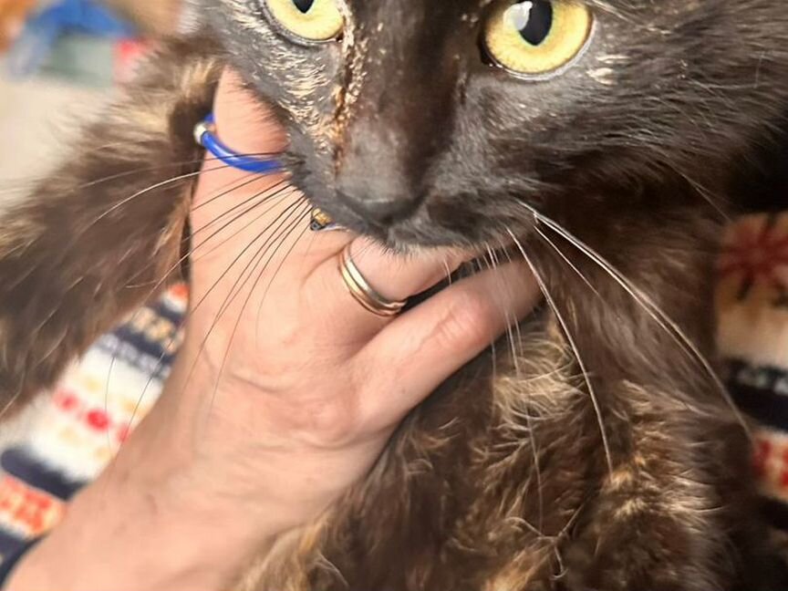 Молоденькая кошечка Клепа в добрые руки