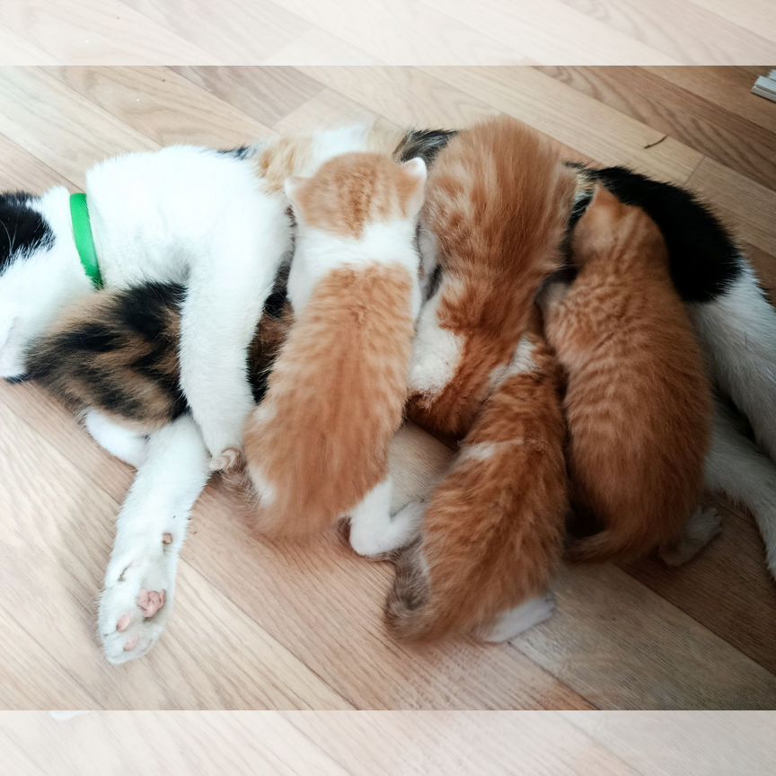 Котята отдам бесплатно