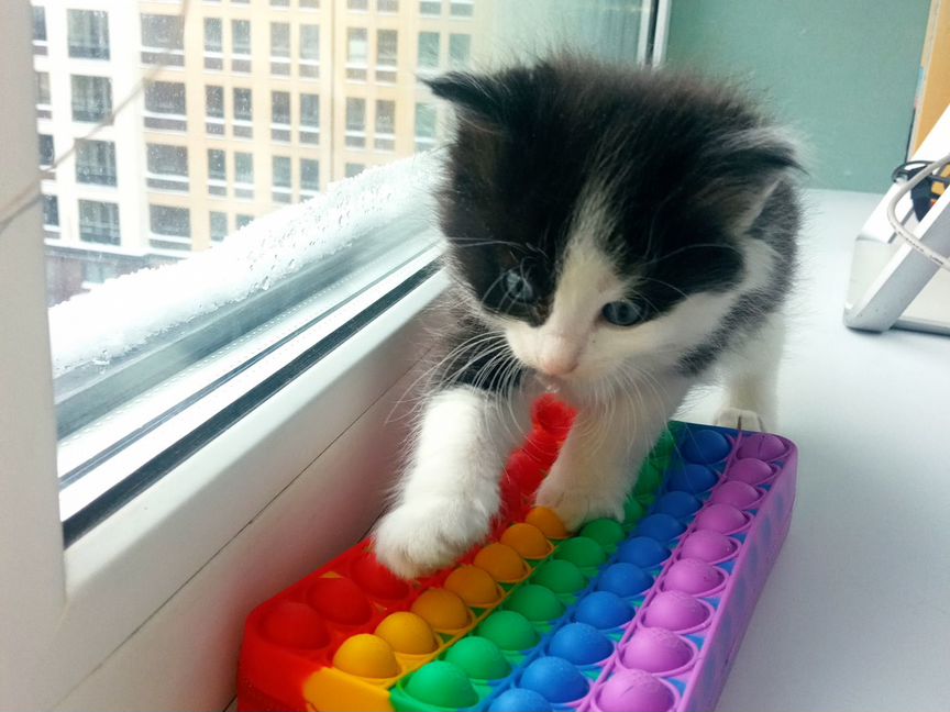 Котята отдам в добрые руки бесплатно