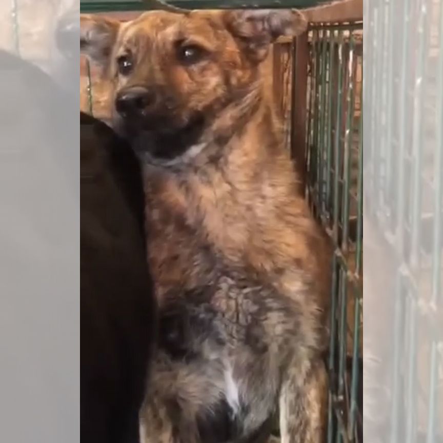 Щенок в добрые руки