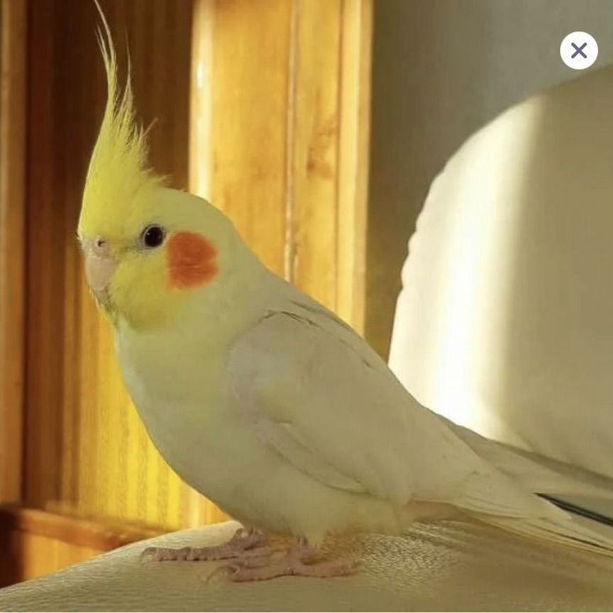 Попугай карелла