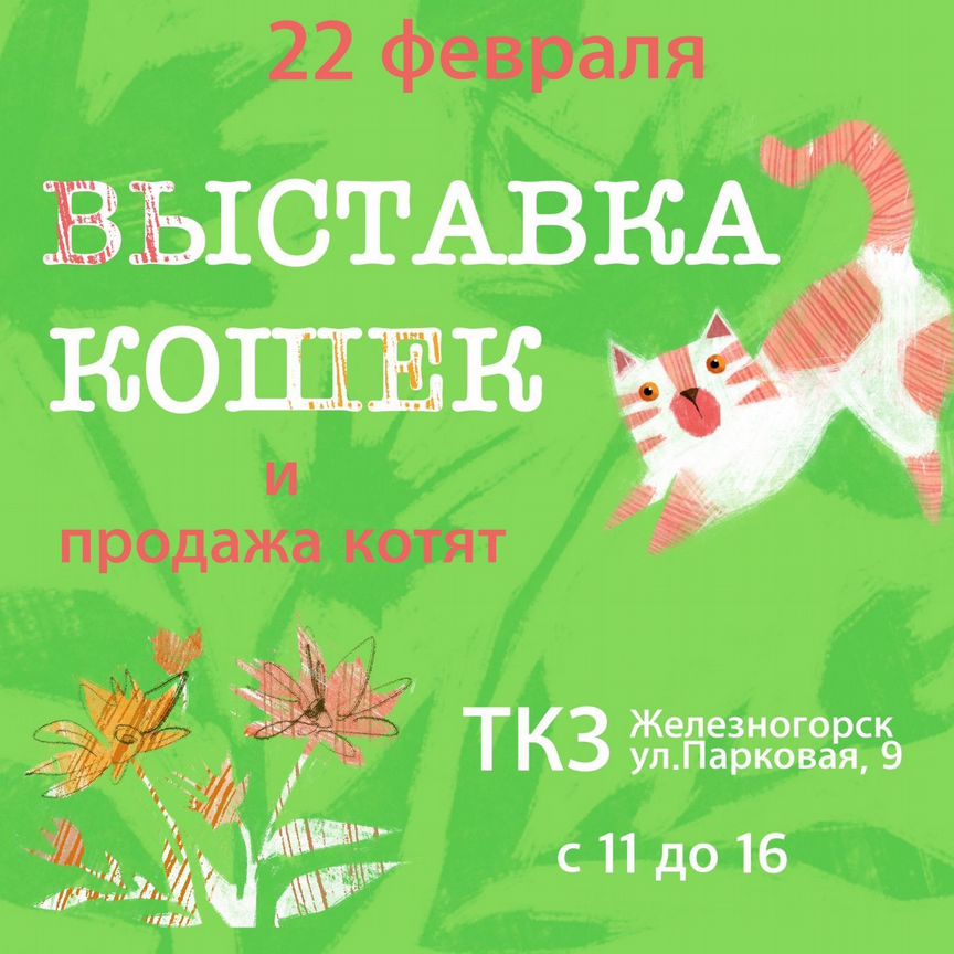 Шотландский вислоухий короткошёрстный котёнок