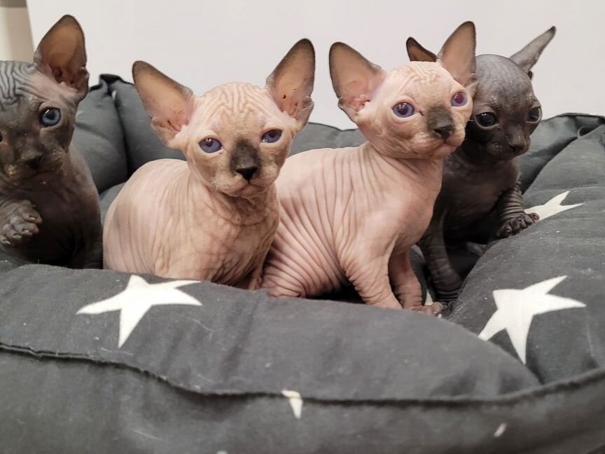 Канадский сфинкс