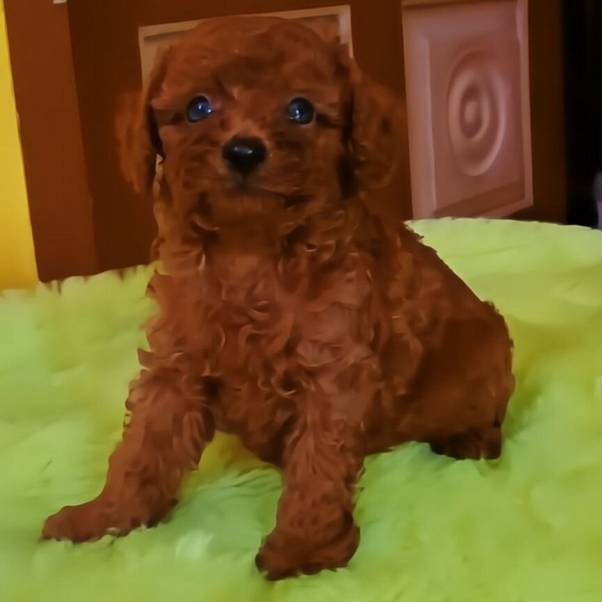 Той-пудель, щенок