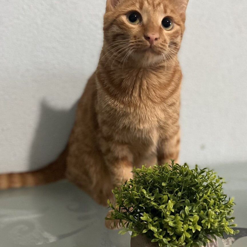 Ласковый рыжик