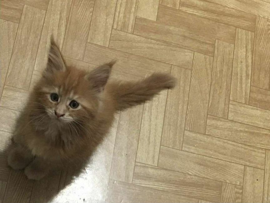 Братики и сестрички Mein coon