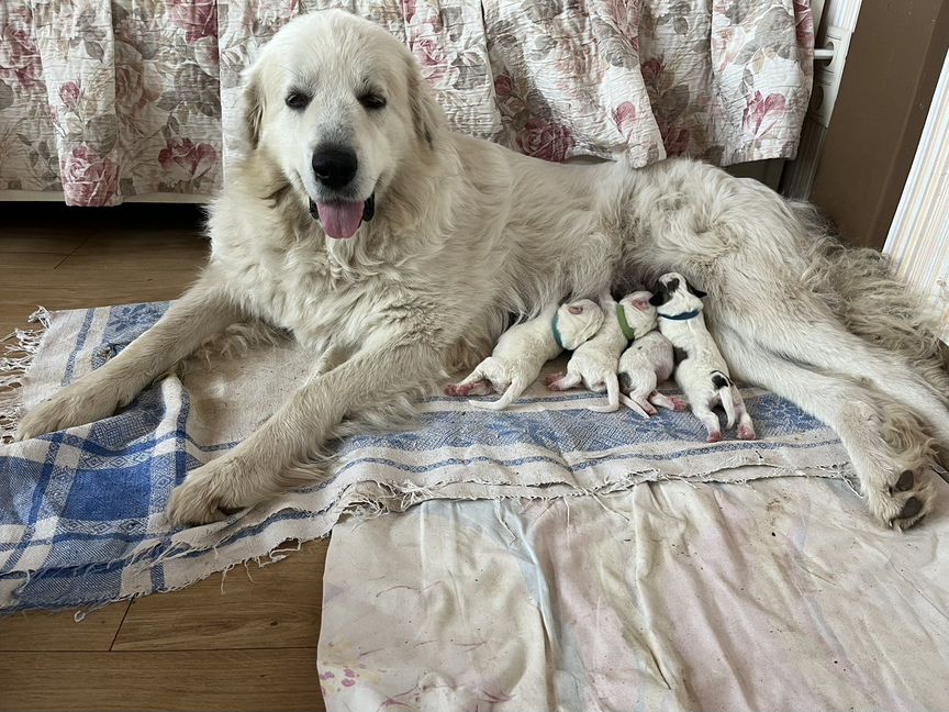 Пиренейская горная собака