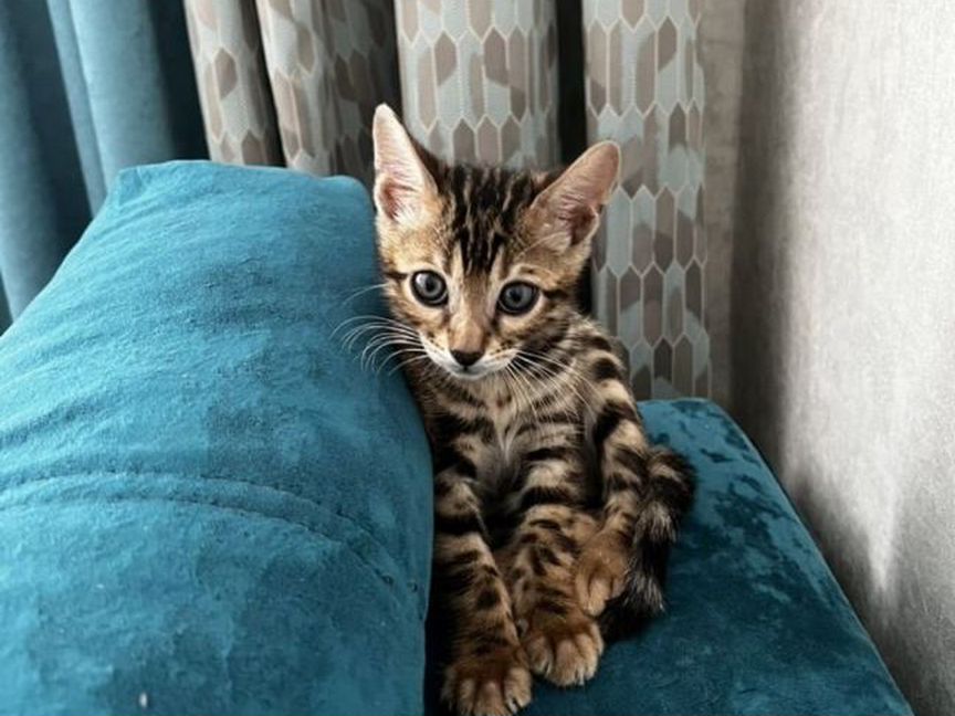 Кошка