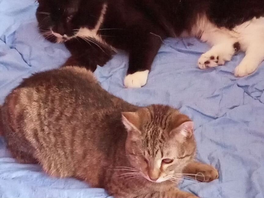 Котята в самые добрые руки