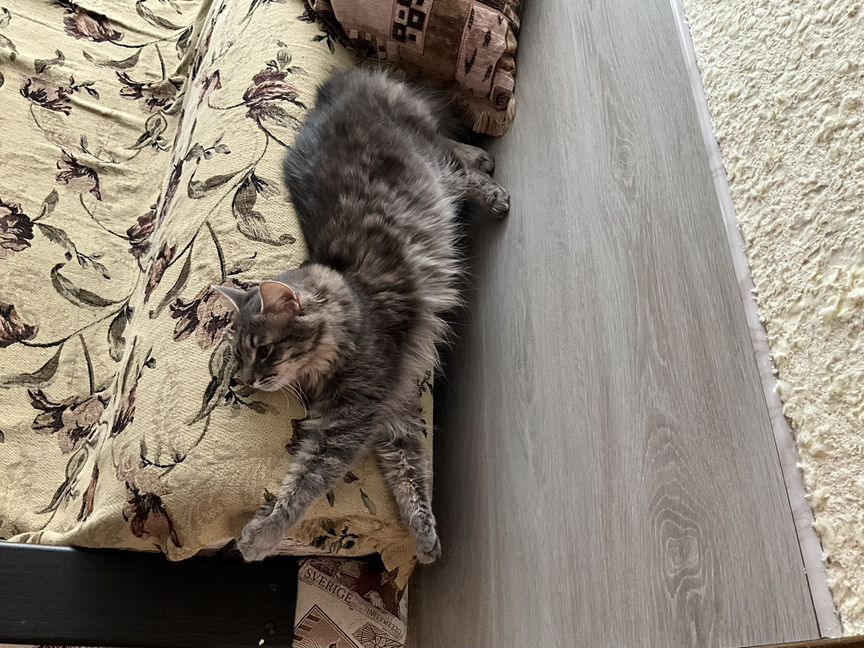 Дымочка в добрые руки