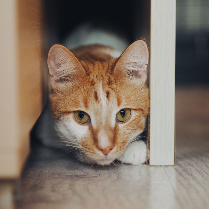 У котика последний шанс