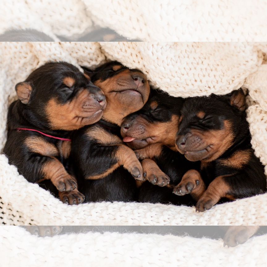 Немецкий пинчер, щенок