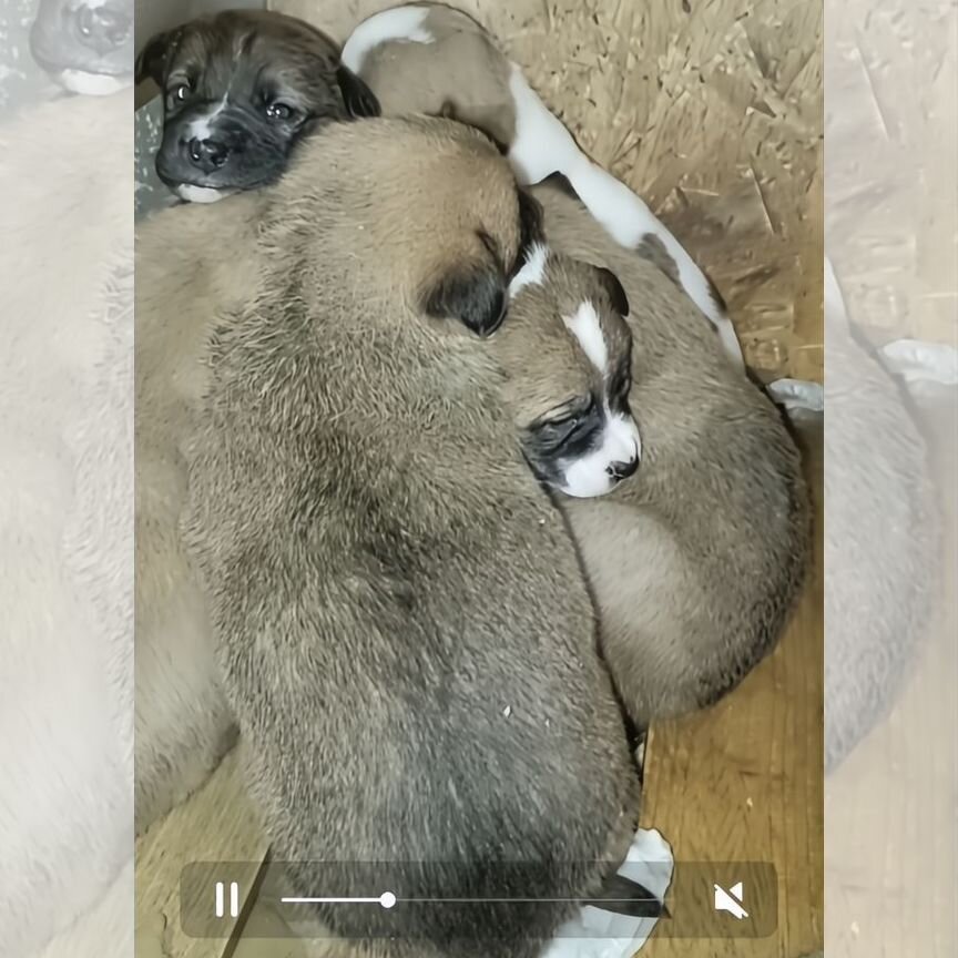 Щенок в добрые руки