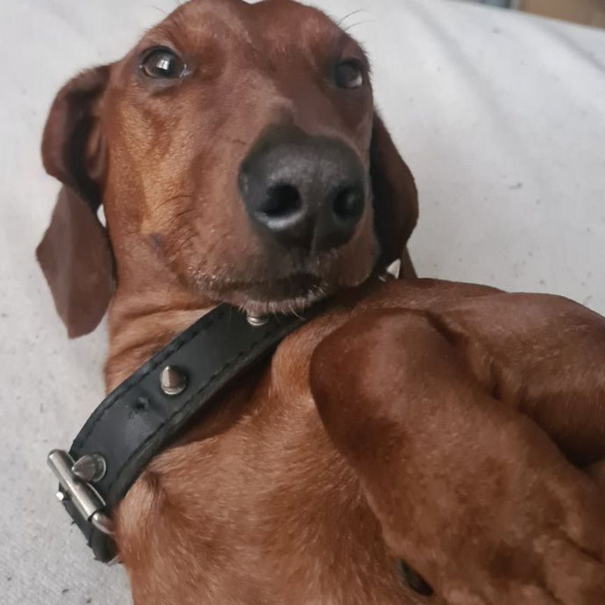 Такса, взрослый пёс