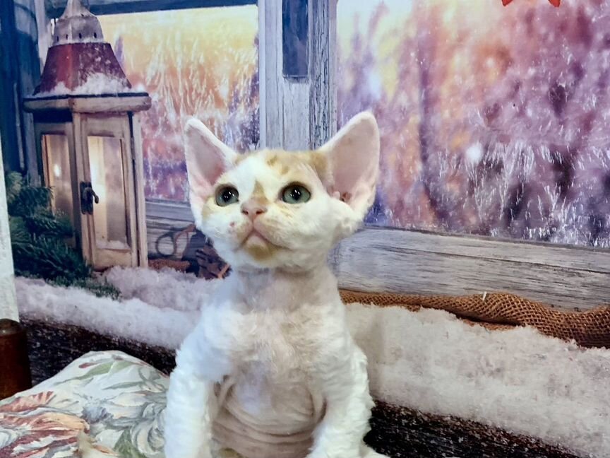 Котенок девонрекс