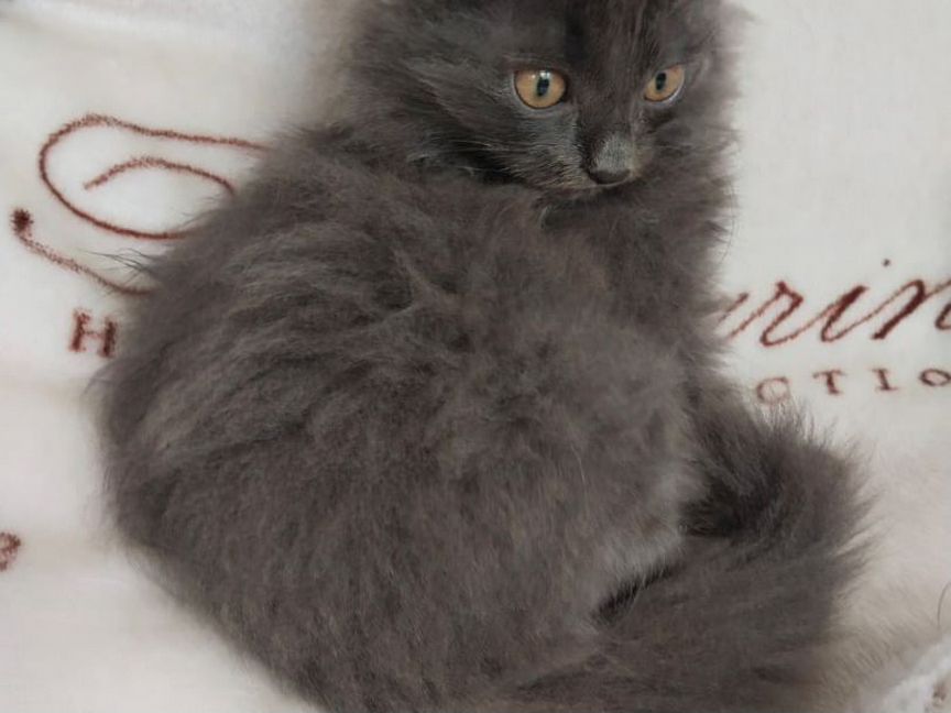 Малыши ждут ма и па