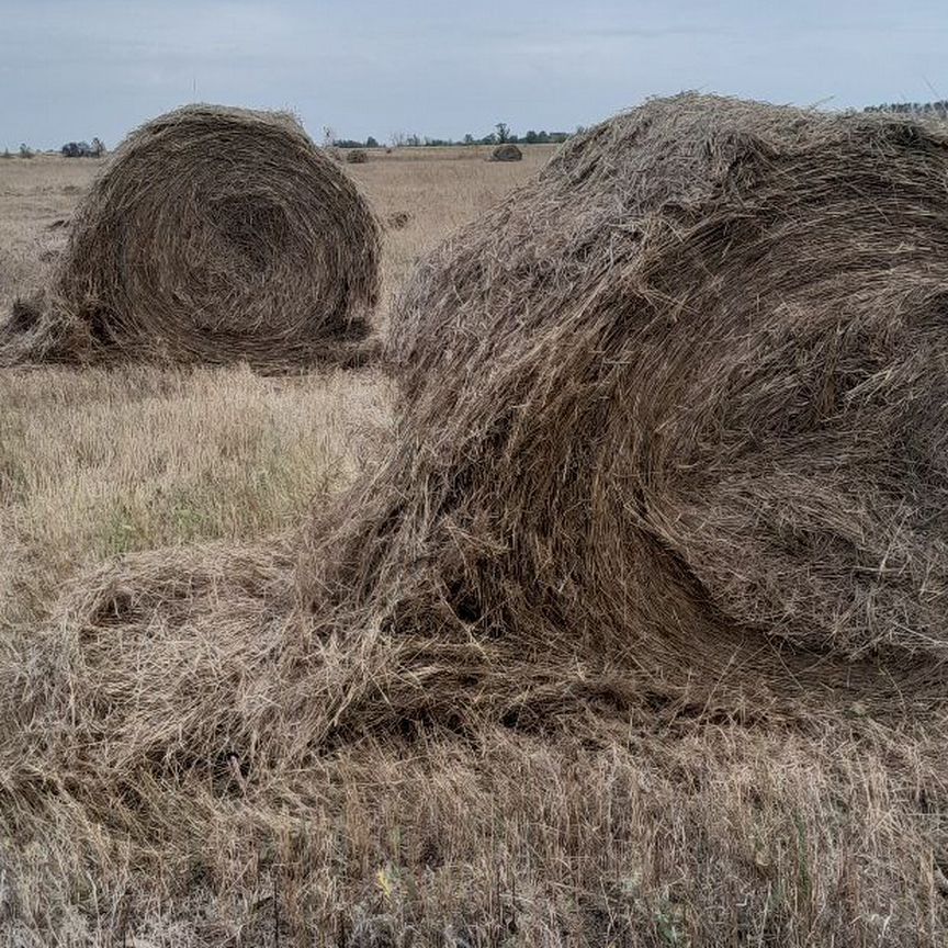 Продам сено в рулонах