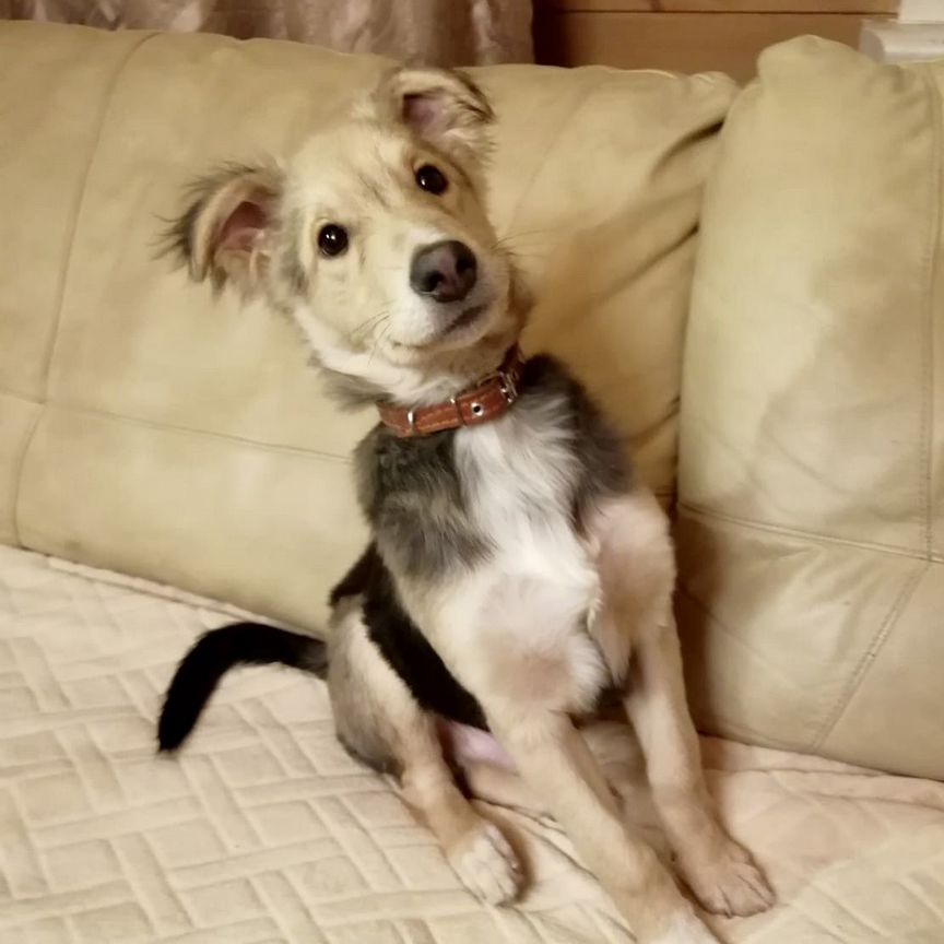 Щенок в добрые руки