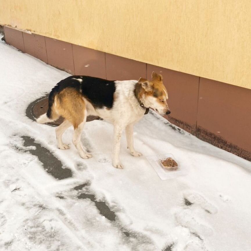 Бублик ищет теплый дом