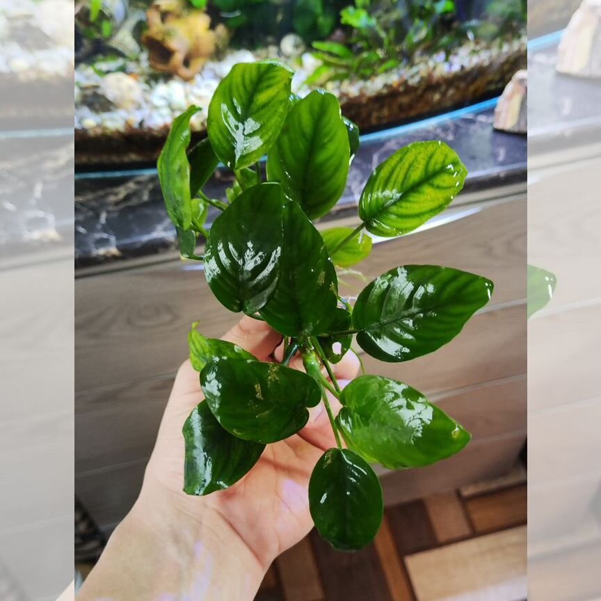 Аквариумные растения