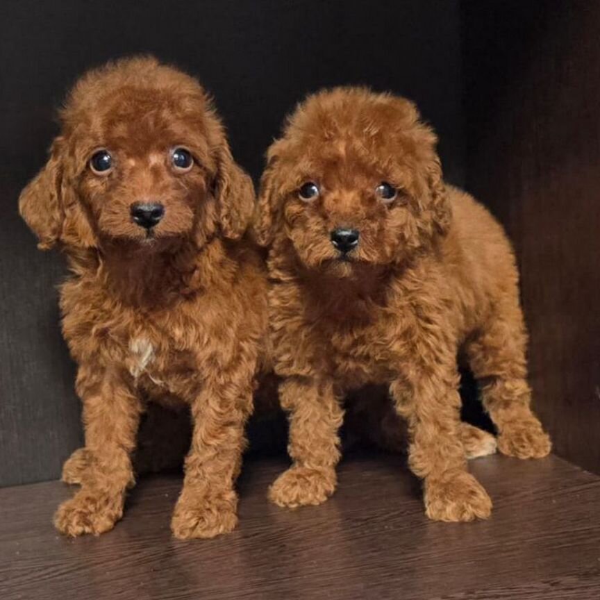 Той-пудель, щенок