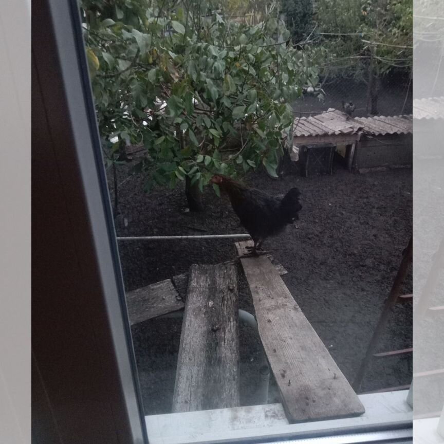 Продаются яйца куриные и утиные