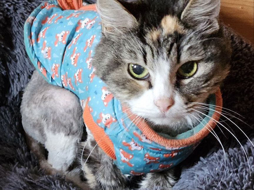 Кошки в добрые руки