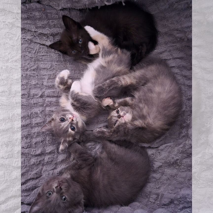 Котёнок в добрые руки