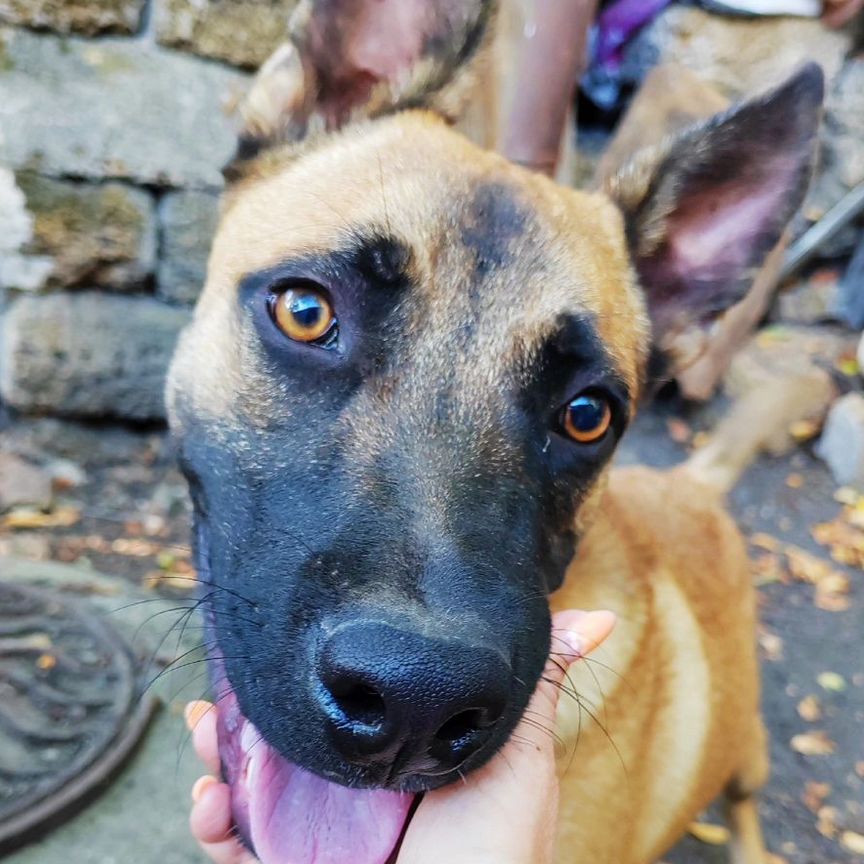 Ищем старых или новых хозяев