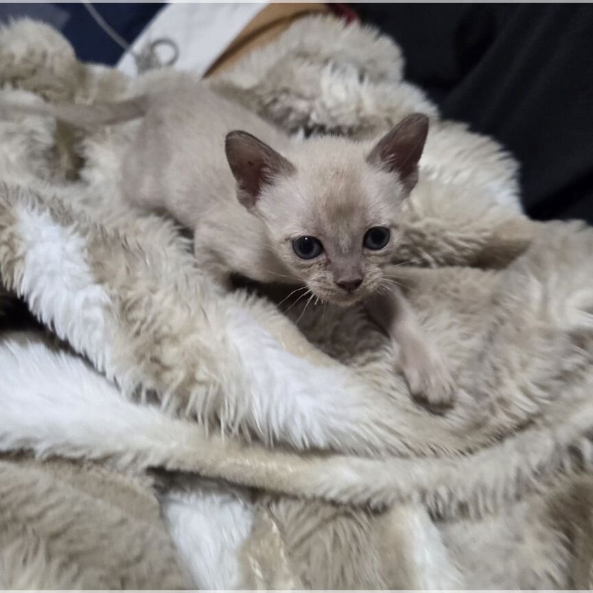 Европейский бурманский котёнок
