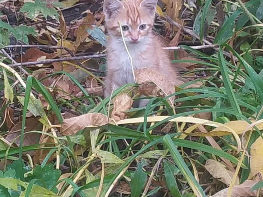 Рыжий котик в добрые руки