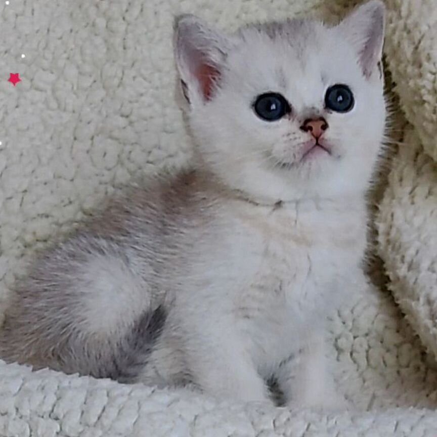 Шотландские котята золото и серебро